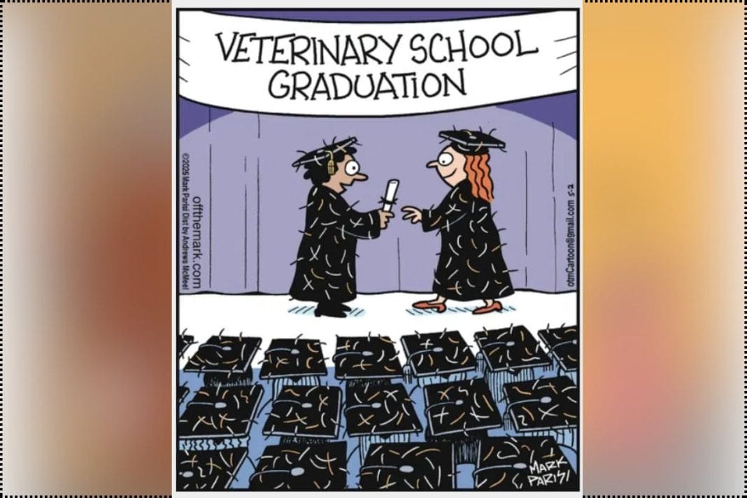 10 Brilliantly Funny New Off The Mark Comics 2025 You Need To See